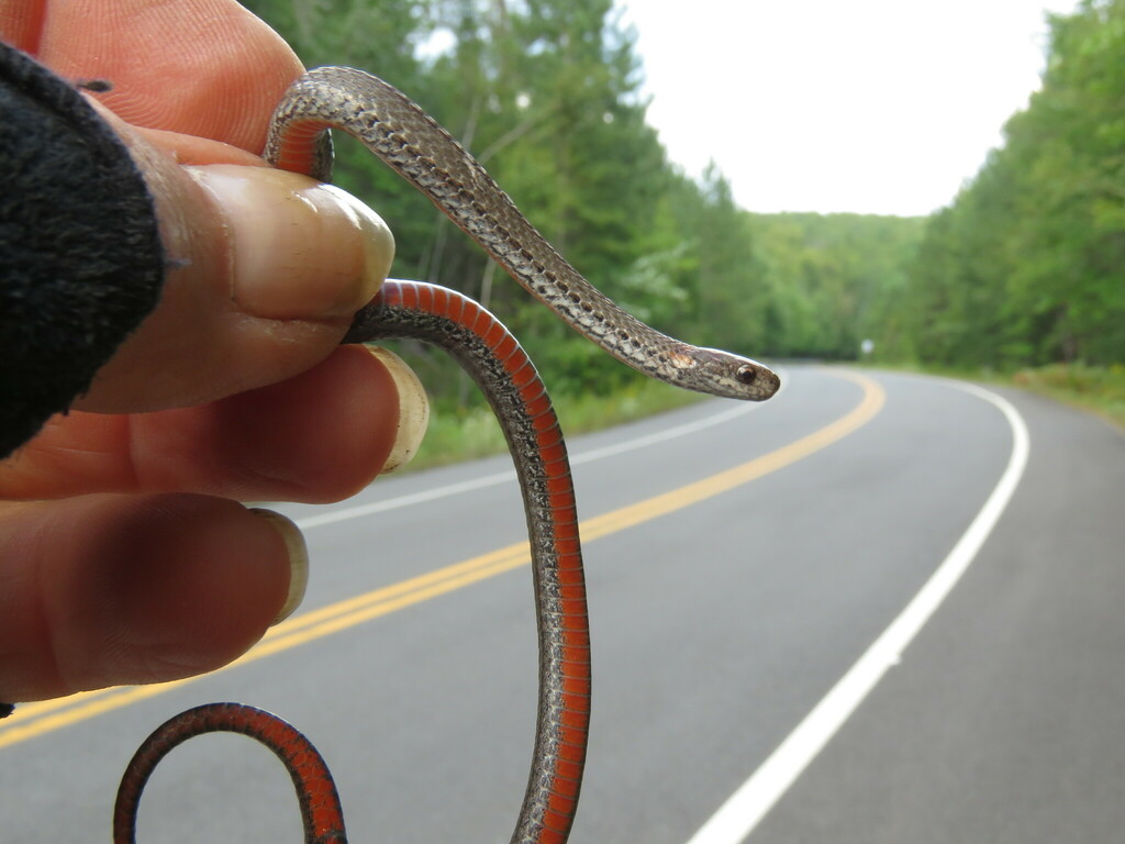 Red-bellied Snake from Lac-des-Cinq, Shawinigan, QC, Canada on August ...