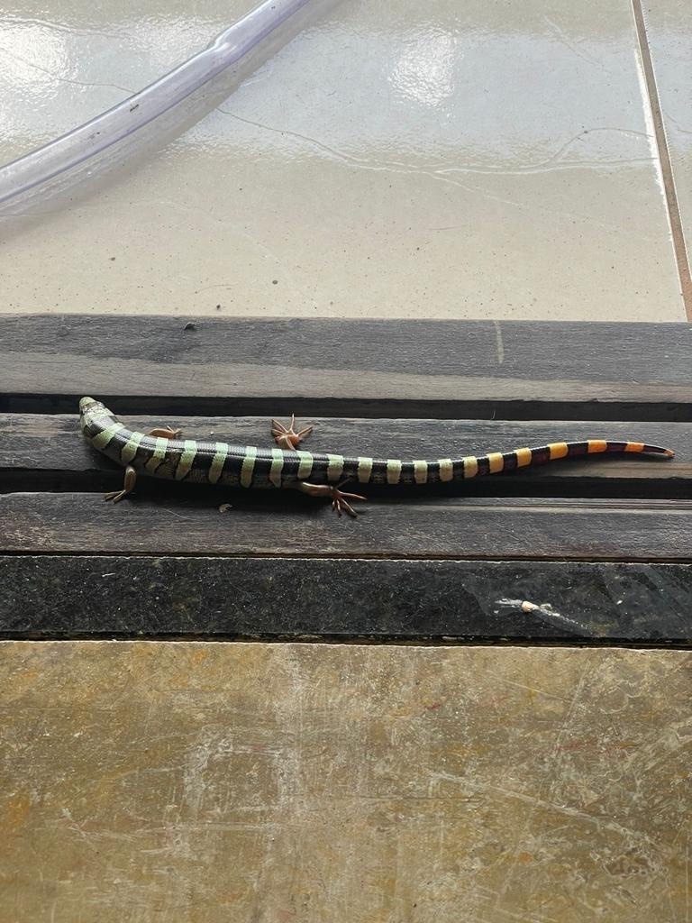 Banded Galliwasp from Parque Estadual da Serra do Mar, São Sebastião ...
