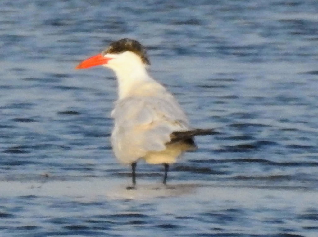 Caspian Tern in August 2023 by rauvbbj · iNaturalist