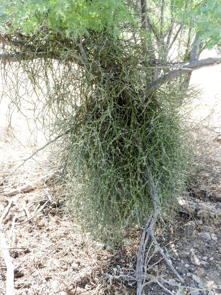 Mesquite Mistletoe from Organ Pipe Cactus National Monument, Arizona ...