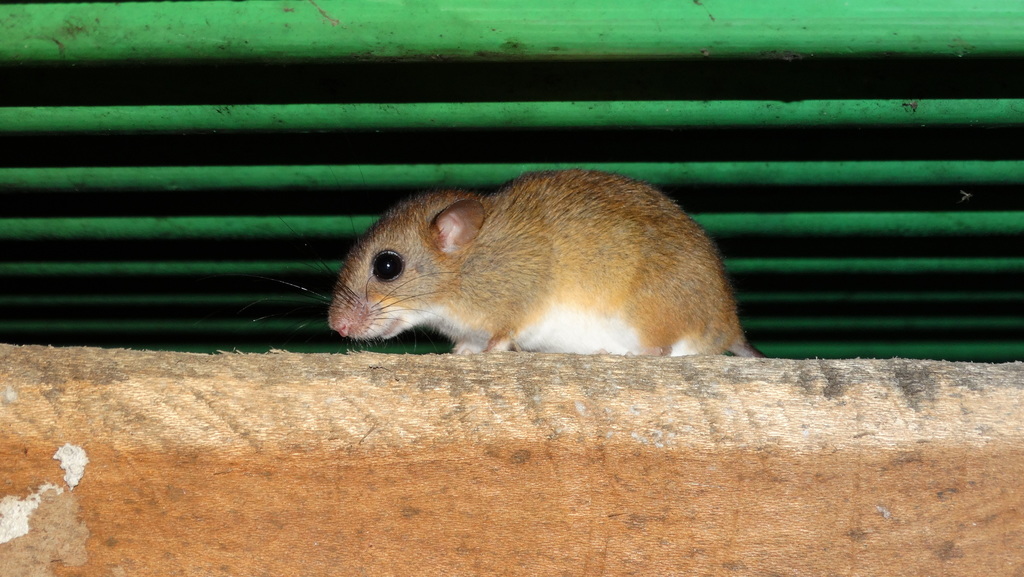 bicolored arboreal rice rat (Mammals SW Colombia) · iNaturalist