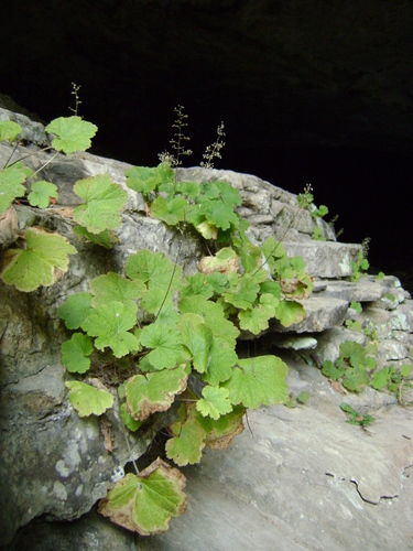 Small-flowered Alumroot (Heuchera parviflora) · iNaturalist