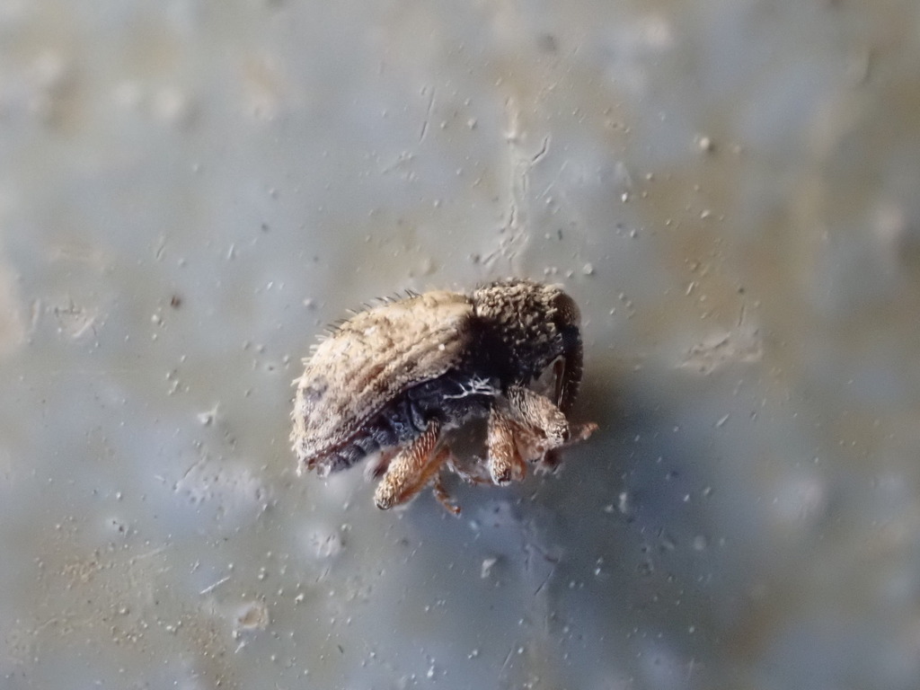 True Weevils from Franklin County, MO, USA on August 24, 2023 at 05:35 ...