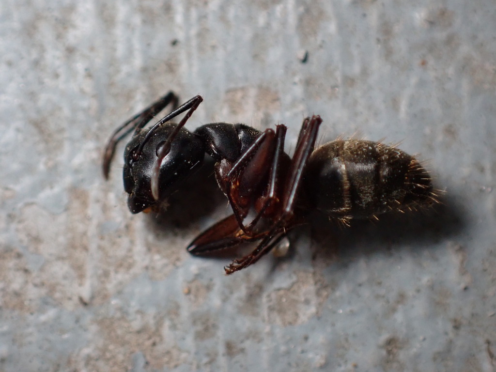 Ferruginous Carpenter Ant from Franklin County, MO, USA on August 24 ...