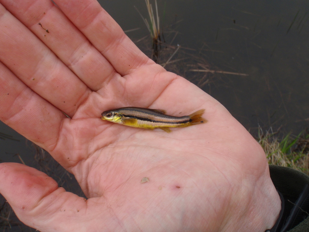 Northern Redbelly Dace from Thunder Bay Regional Health Sciences Centre ...