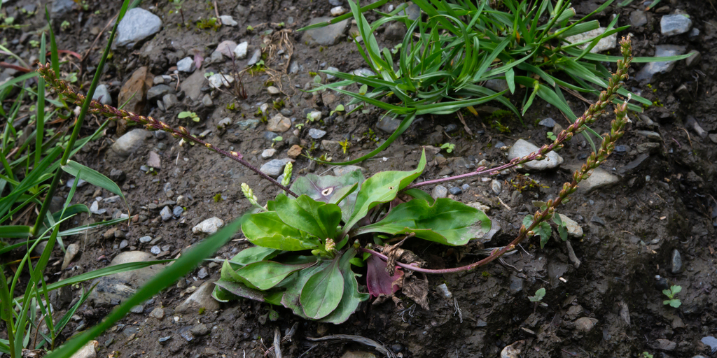 Plantago asiatica erosa from 中國四川省阿壩縣汶川縣臥龍鎮 邮政编码: 623006 on May 10 ...