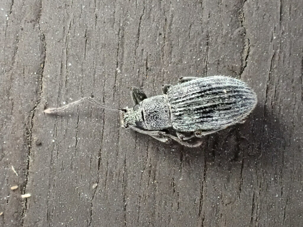 Asian Oak Weevil from Franklin County, MO, USA on August 26, 2023 at 08 ...