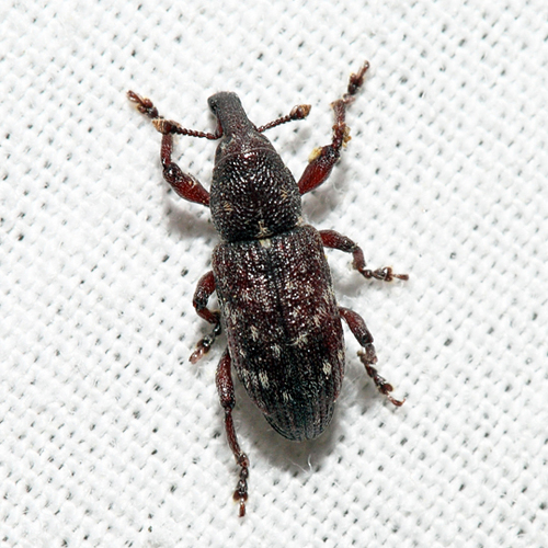 Pine Root Collar Weevil (Hylobius radicis) · iNaturalist