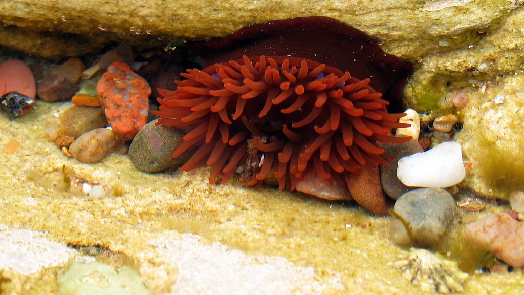 Atlantic Beadlet Anemone from Dornoch IV25, UK on May 15, 2004 at 04:29 ...