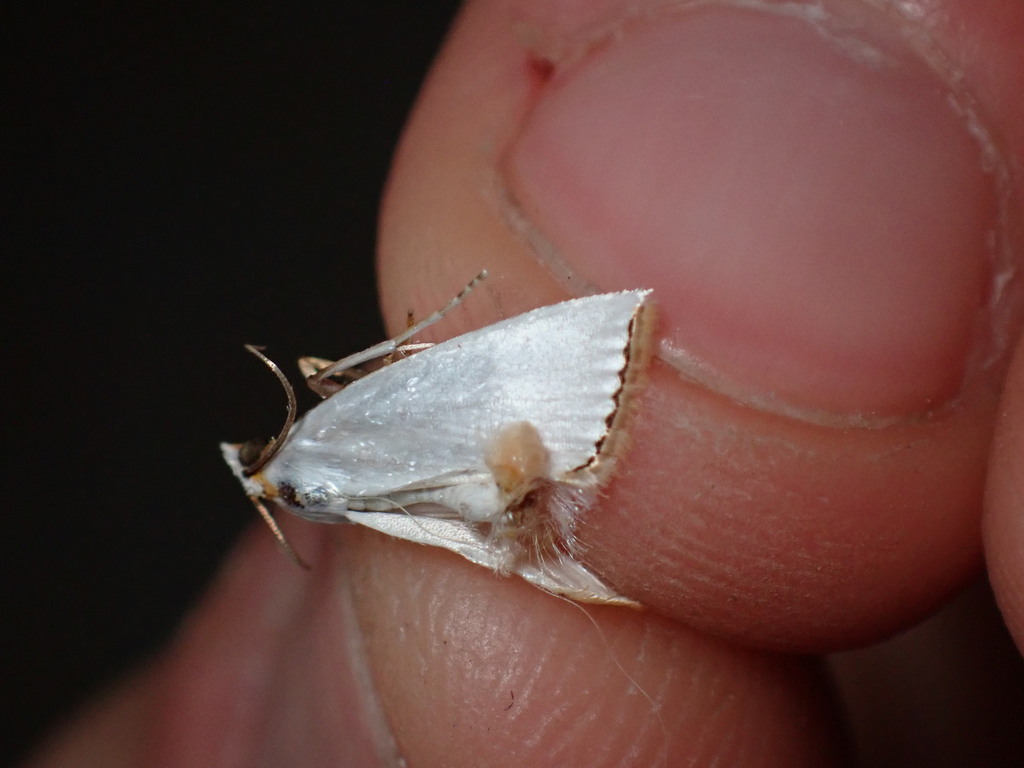 Snowy Urola Moth from Franklin County, MO, USA on August 26, 2023 at 09 ...