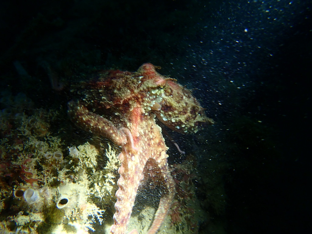 East Pacific Red Octopus from La Jolla Sores - The Canyon, San Diego ...