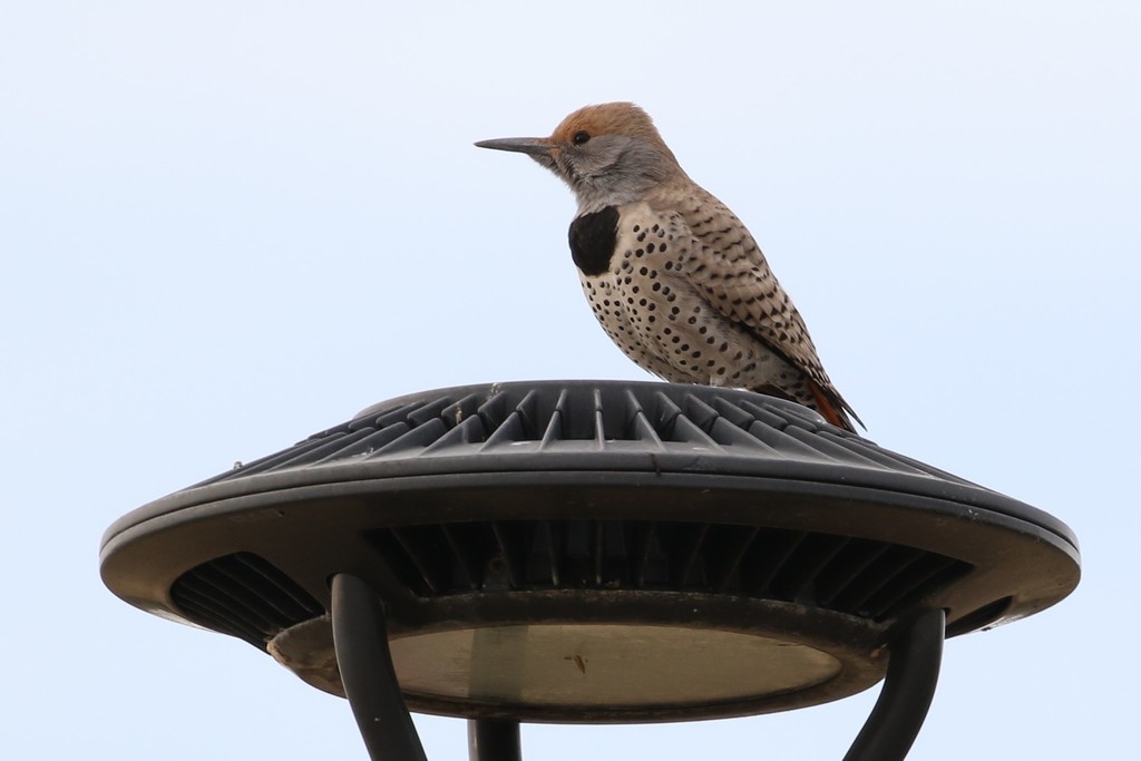 Northern × Gilded Flicker (Woodpeckers of the US) · iNaturalist