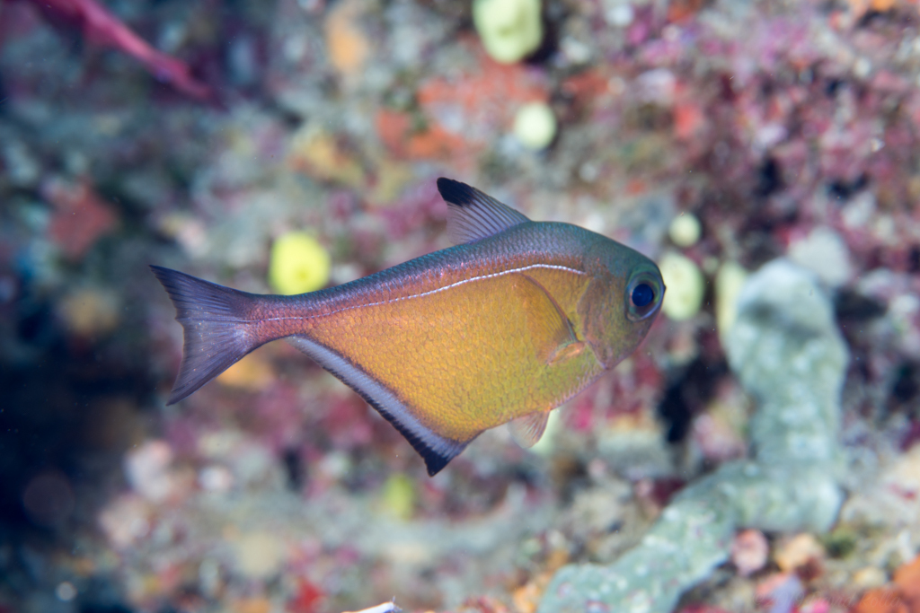 Vanikoro Sweeper (Pempheris vanicolensis) - Marine Life Identification