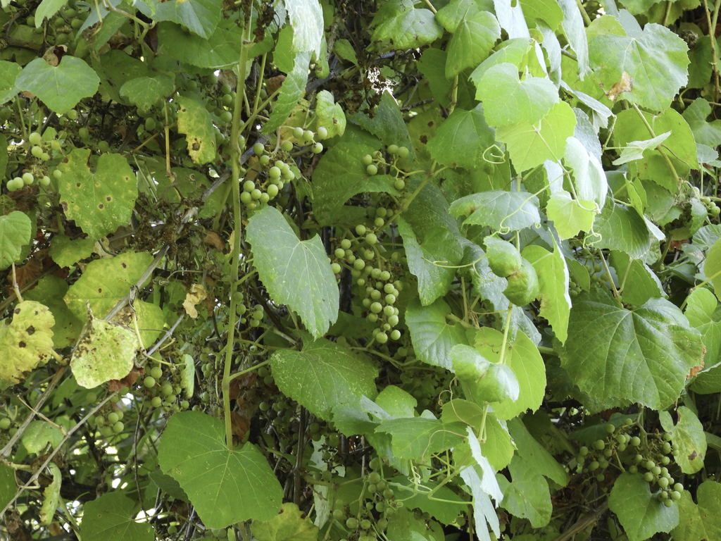 desert wild grape from Rubidoux, Riverside, CA, USA on August 23, 2023 ...