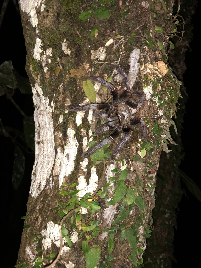 Phormingochilus from 91000, Lahad Datu, Sabah, MY on September 05, 2018 ...
