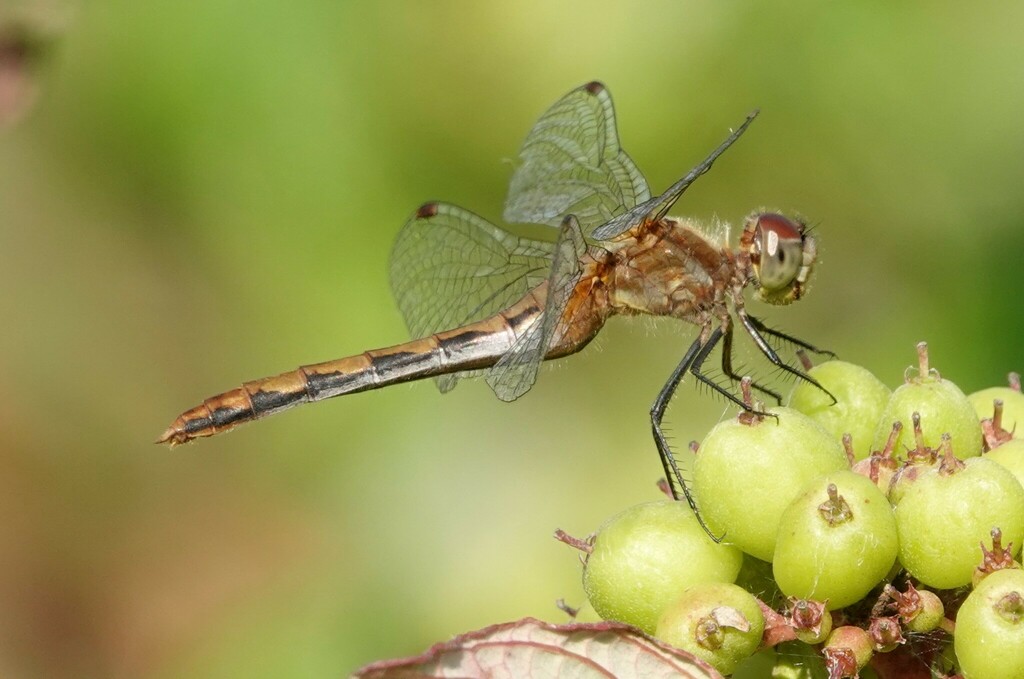 Meadowhawks from South Riverdale, Toronto, ON, Canada on August 26 ...