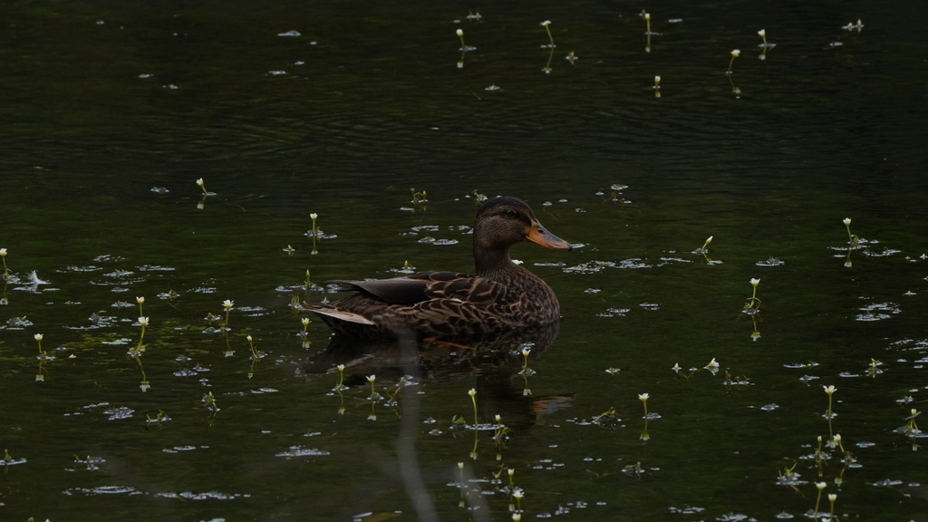 Mallard from Church St, Johnston, RI, US on August 26, 2023 at 12:21 PM ...