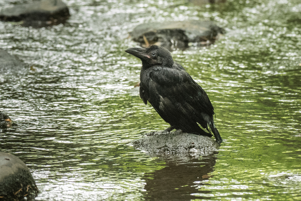 Japanese Crow from 1-chōme-22-26 Todoroki, Setagaya City, Tokyo 158 ...