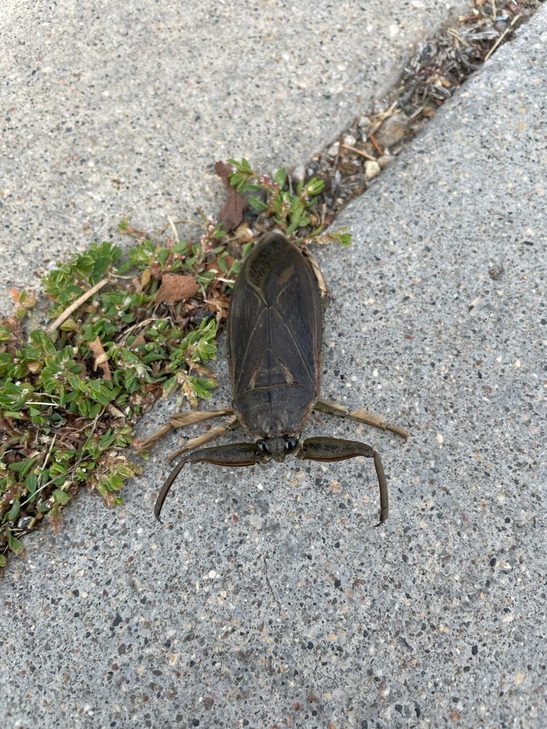 American Giant Water Bug from 10th St S, Fargo, ND, US on August 26 ...