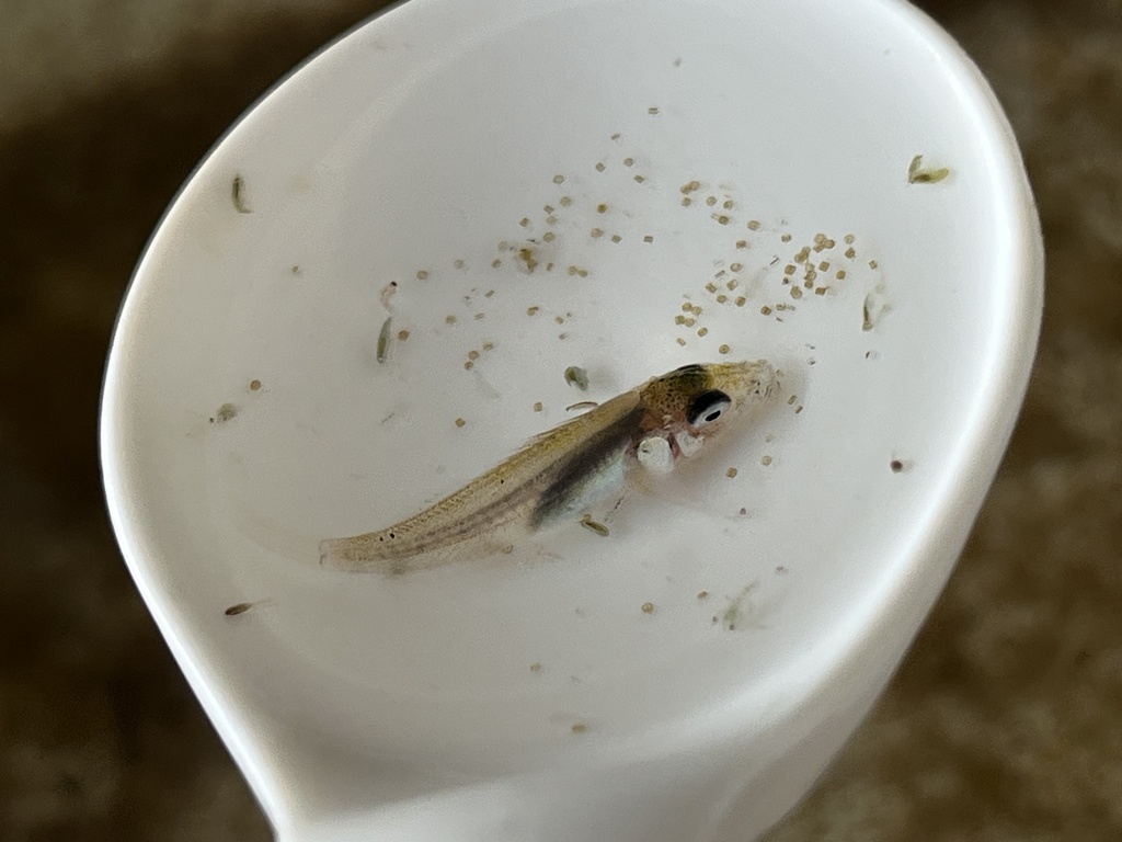 Rockfishes from Point Defiance Boathouse Grounds, Tacoma, WA, US on ...