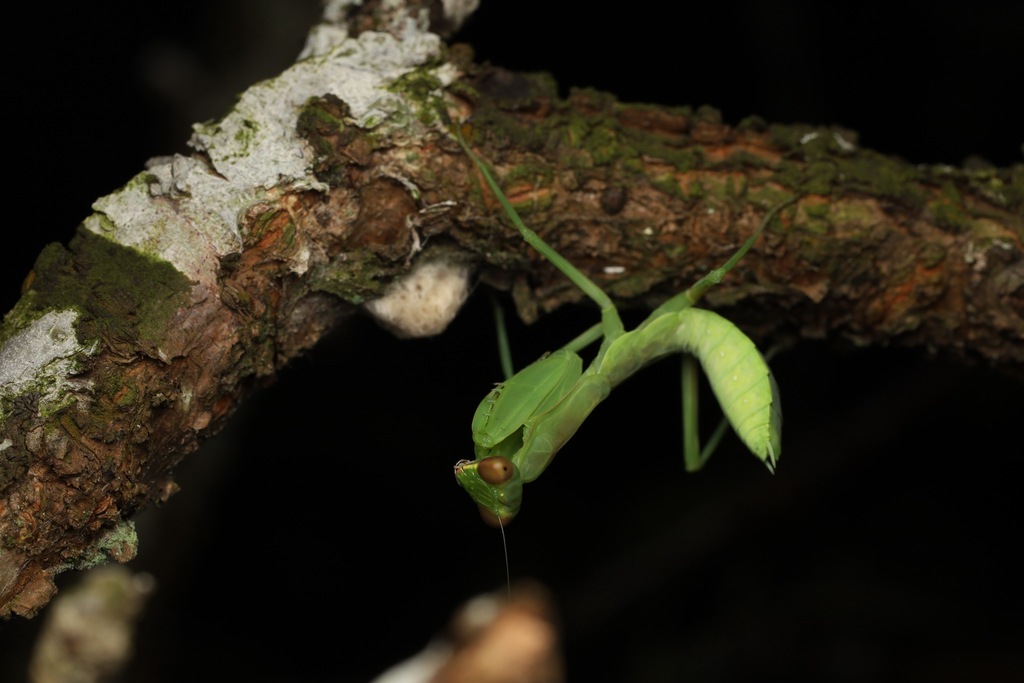 Giant Asian Mantis from Miaoli, Taiwan on August 14, 2023 at 08:23 PM ...