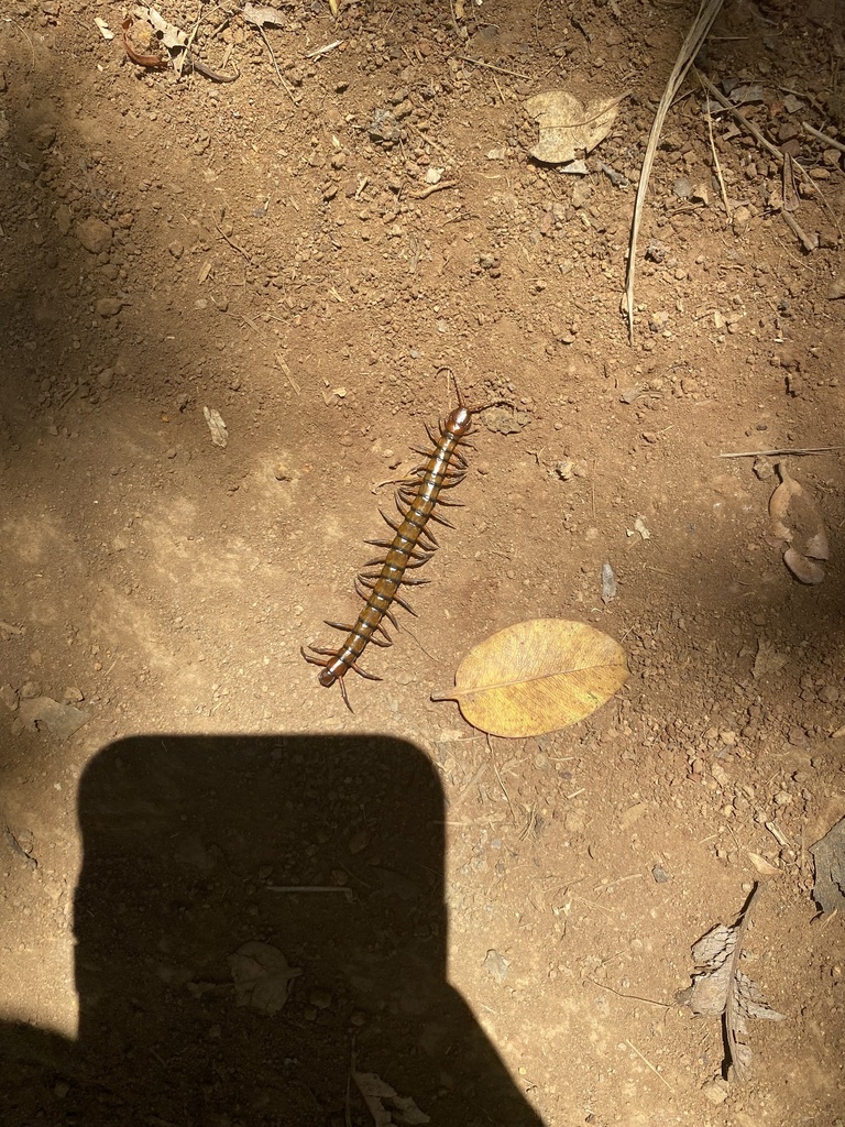 Pacific Giant Centipede from Kauaʻi, Halele'a, HI, US on August 23 ...