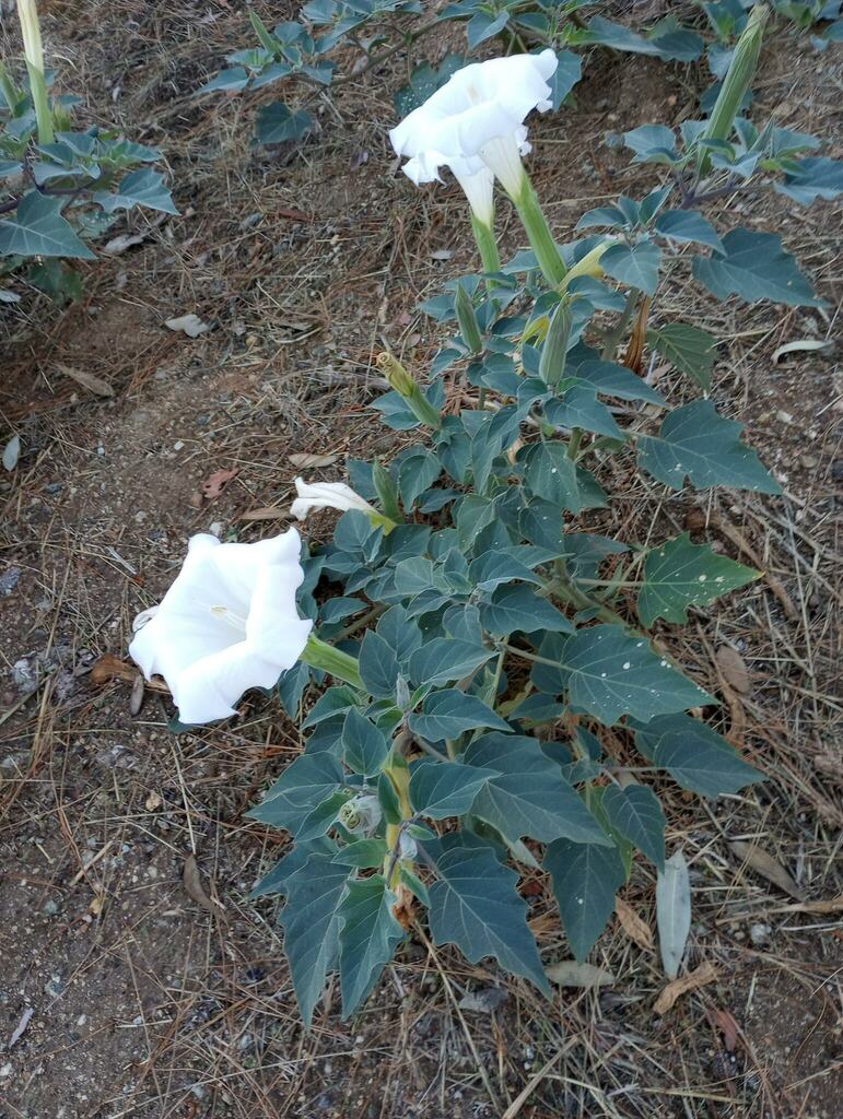 Sacred Datura from South Redlands, Redlands, CA, USA on August 23, 2023 ...