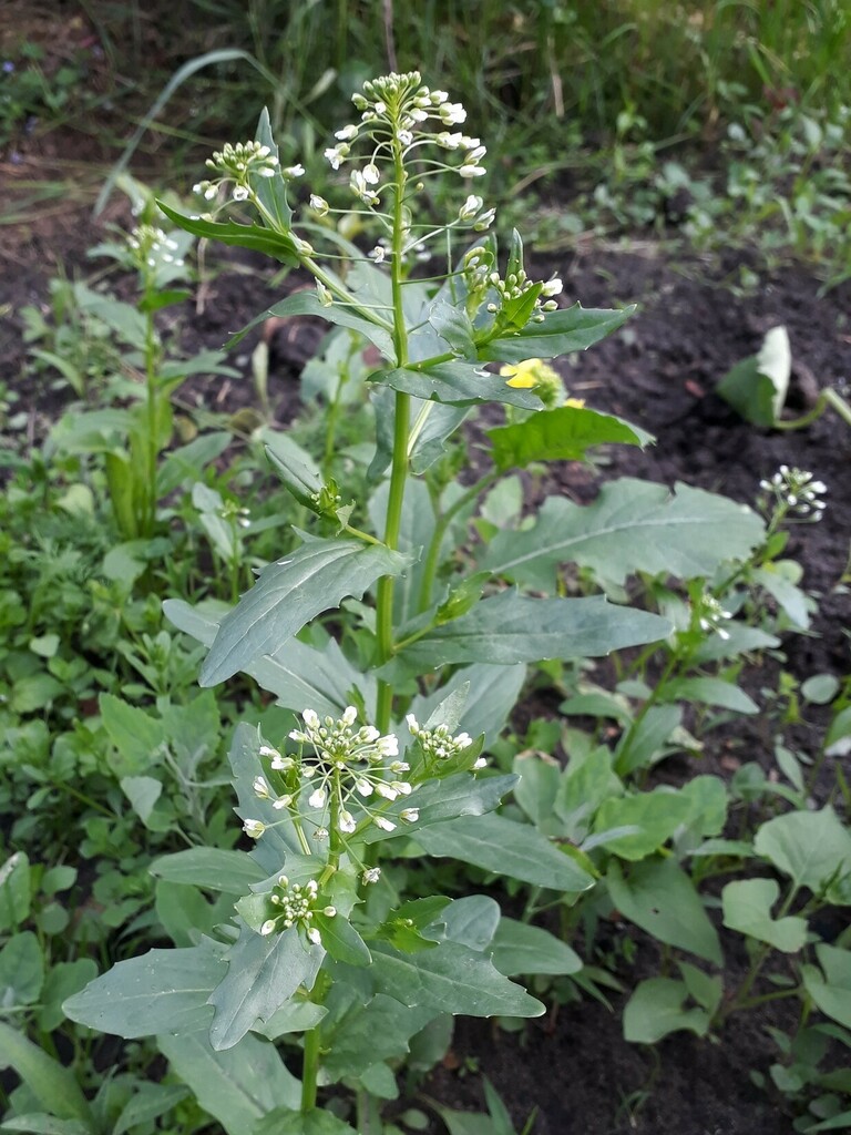 Field penny-cress (Common Iowa Weeds) · iNaturalist