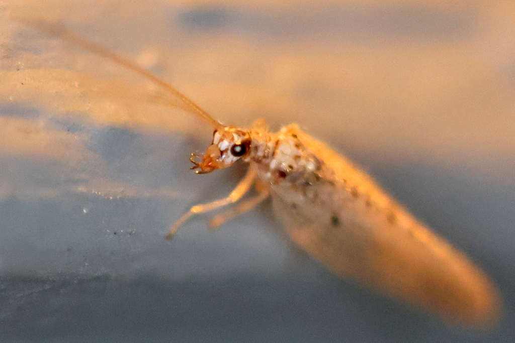 Micromus from Shepard Settlement, Onondaga County, NY, USA on August 25 ...