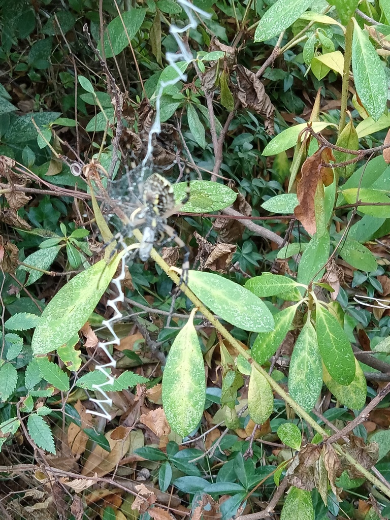 Yellow Garden Spider from Concord, NC, USA on August 26, 2023 at 11:28 ...