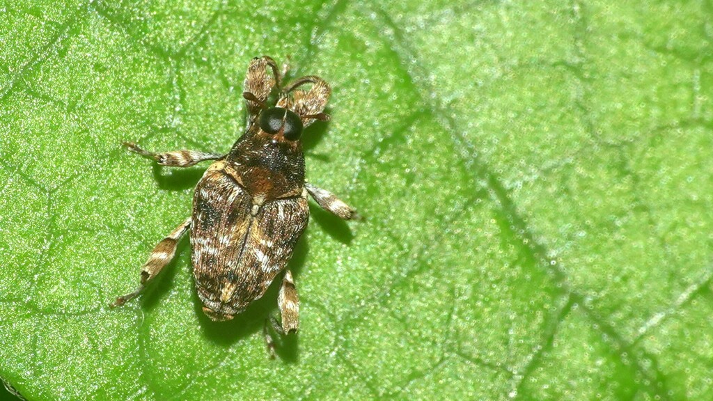Pempherulus affinis from 8W49+RHX, Navghar, Maharashtra 401208, India ...