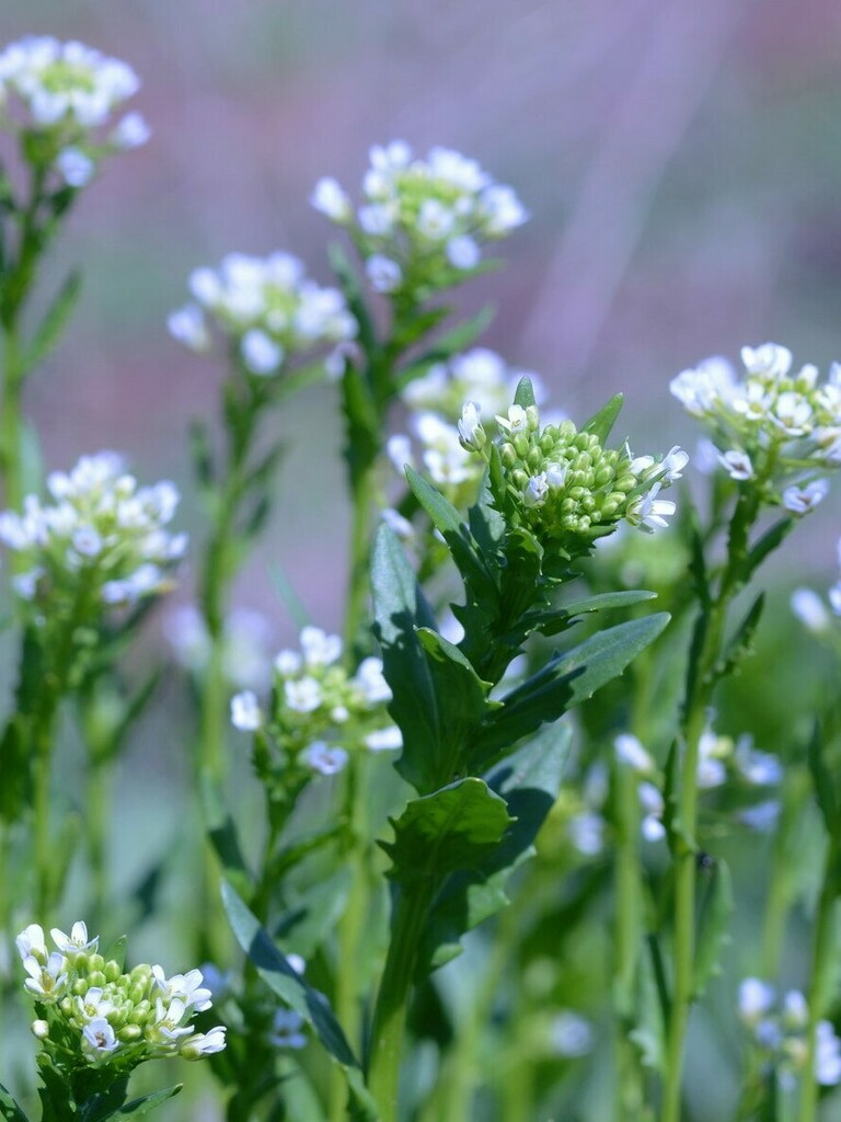 Field penny-cress (Common Iowa Weeds) · iNaturalist