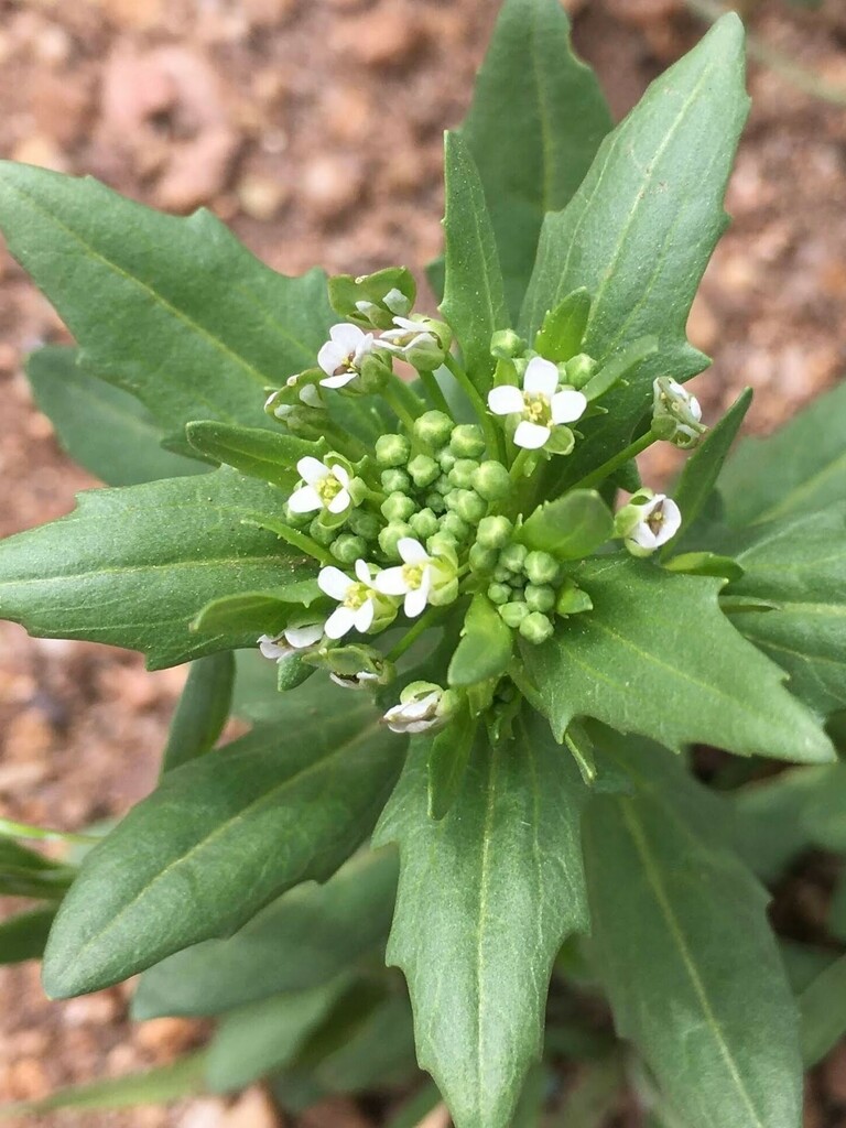 Field penny-cress (Common Iowa Weeds) · iNaturalist