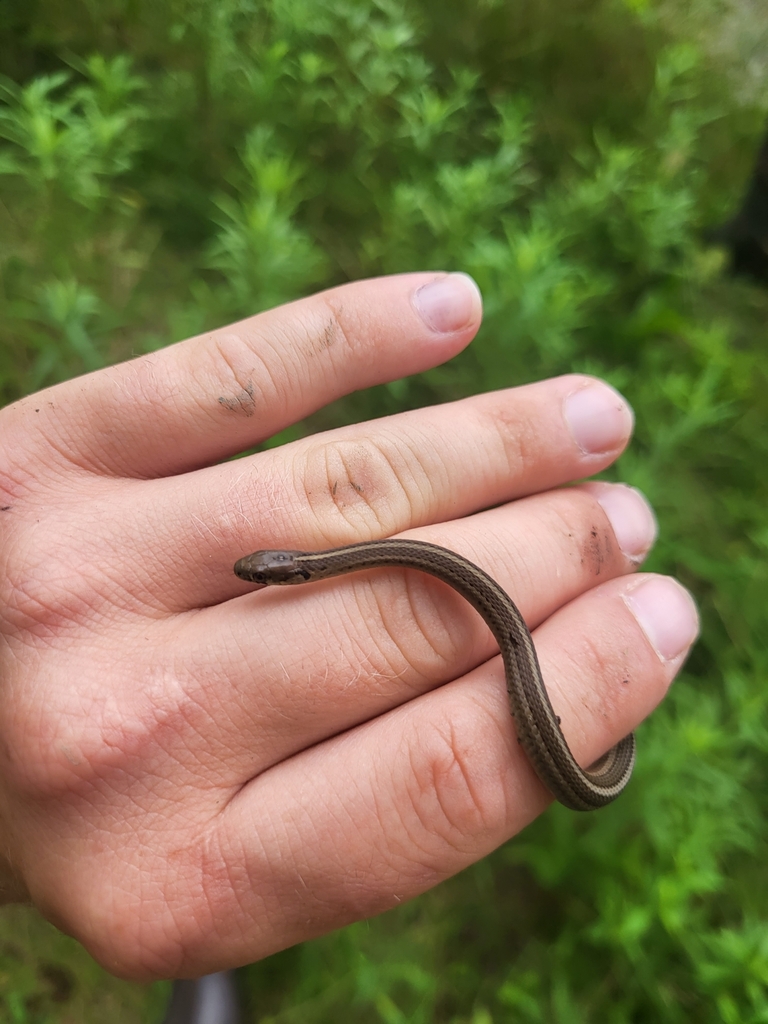 Short-headed Garter Snake in August 2023 by ForesterLR · iNaturalist