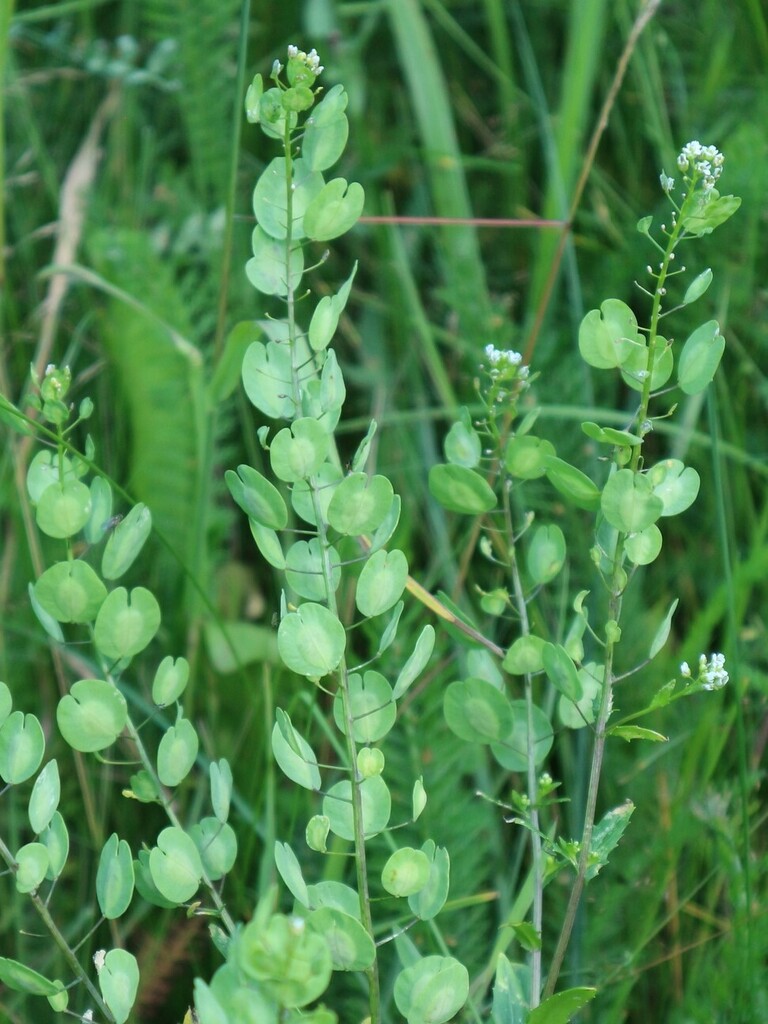 Field penny-cress (Common Iowa Weeds) · iNaturalist