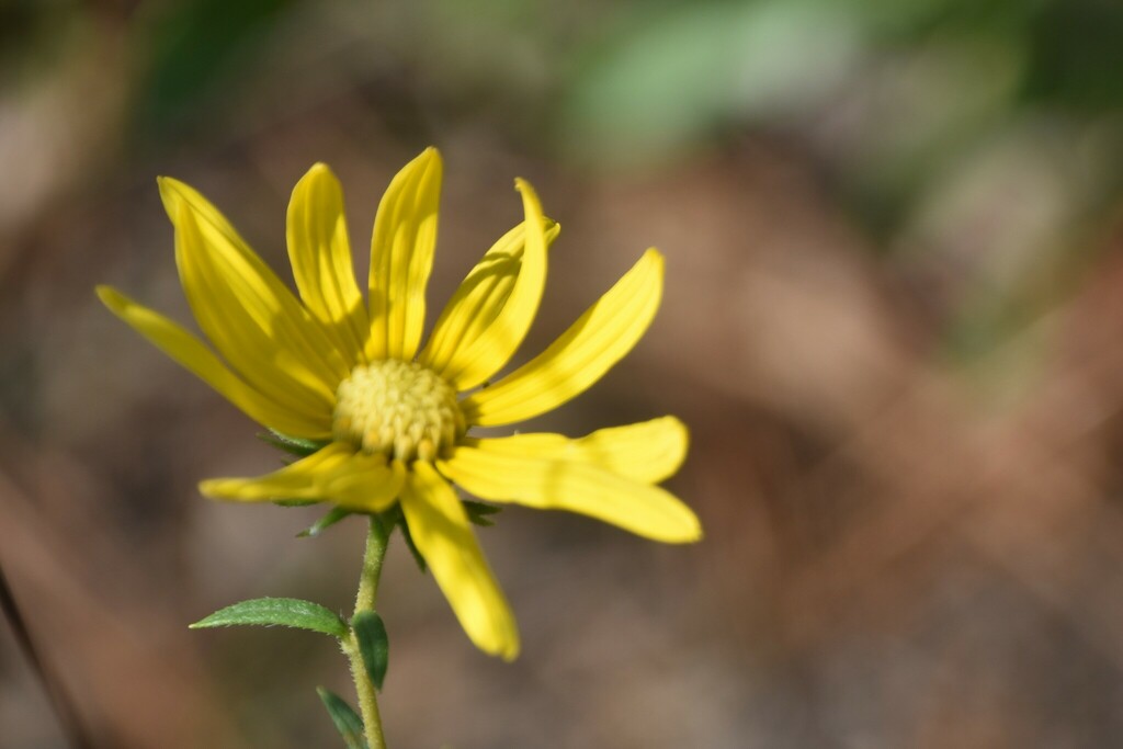Florida false sunflower from 1151 Tower Blvd, Lake Wales, FL 33853, USA ...