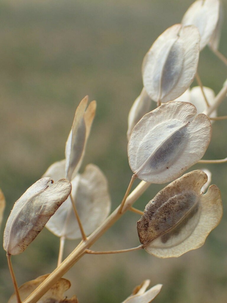 Field penny-cress (Common Iowa Weeds) · iNaturalist