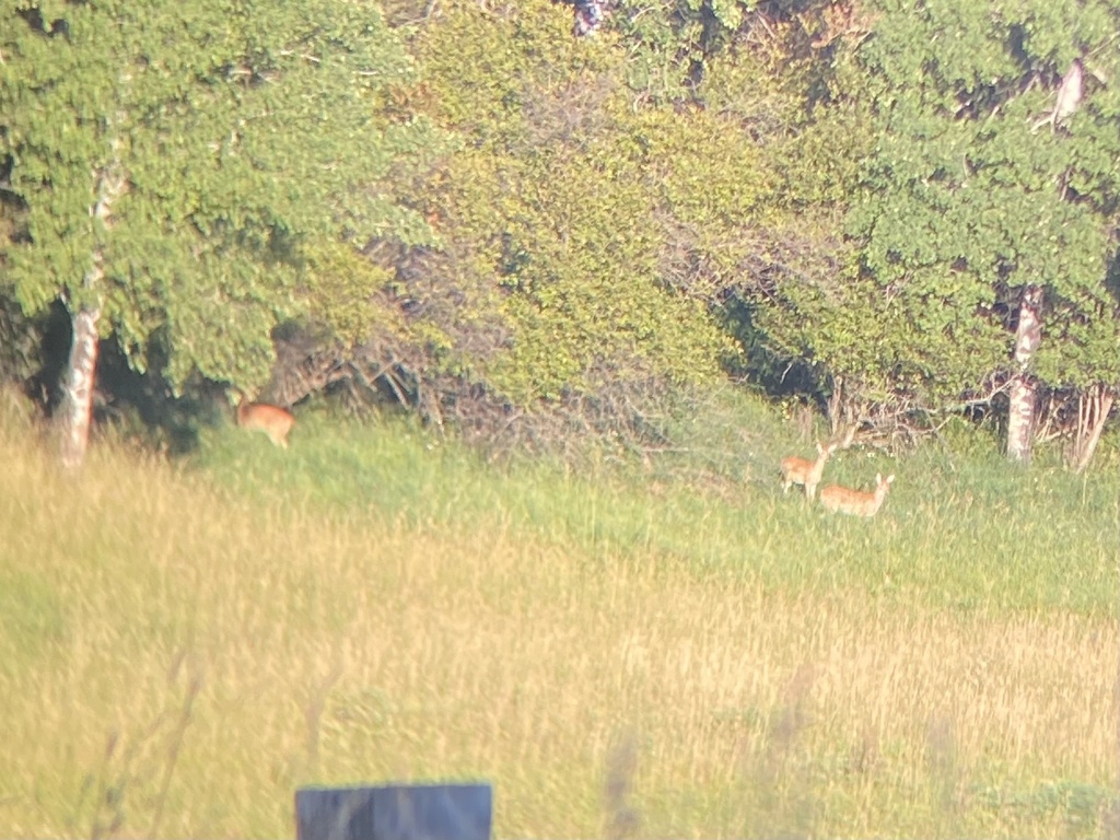 Dakota White-tailed Deer from Moore, MT, US on August 26, 2023 at 07:34 ...