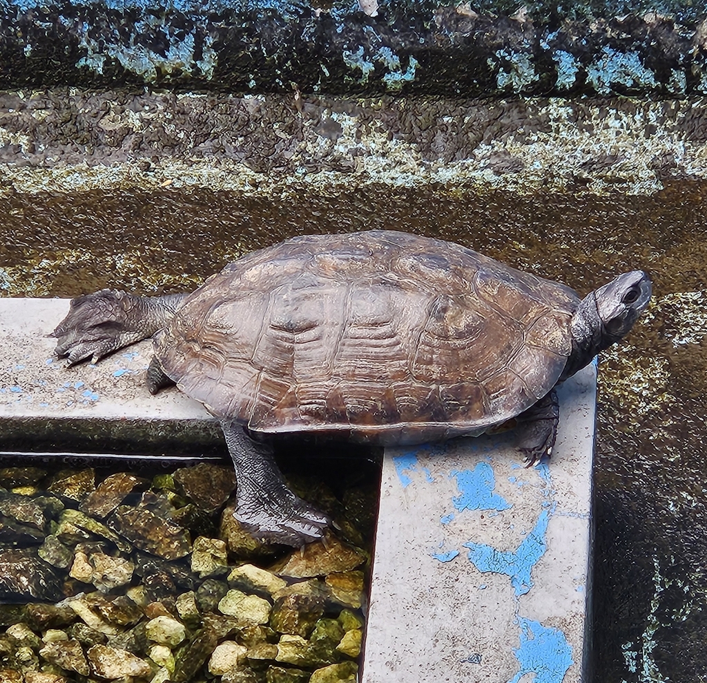 Indian Black Turtle from Mahaji on August 26, 2023 at 07:59 PM by ...