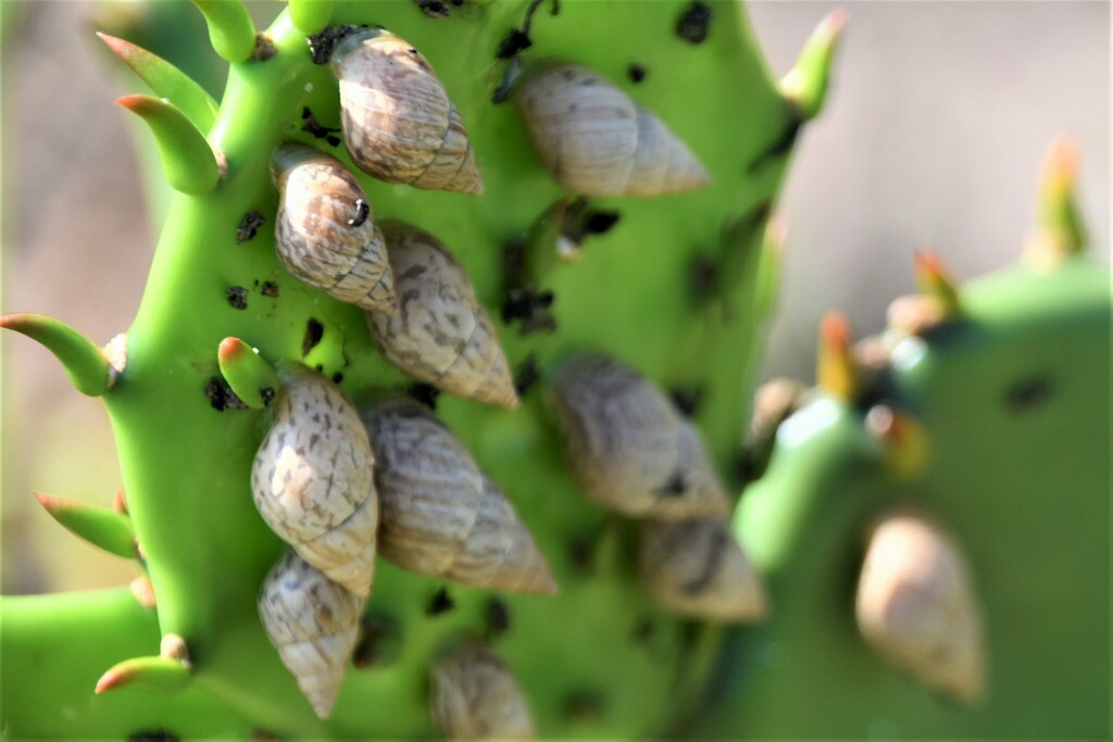 Ghost Bulimulus from 1151 Tower Blvd, Lake Wales, FL 33853, USA on ...