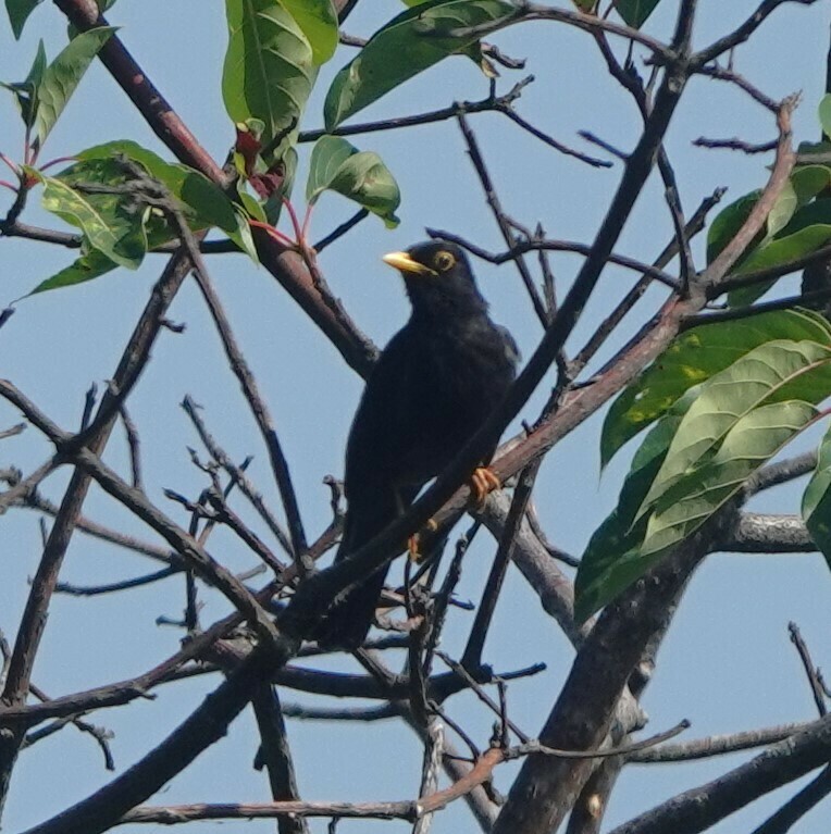 Yellow-legged Thrush from Santa Marta (Dist. Esp.), CO-MA, CO on April ...