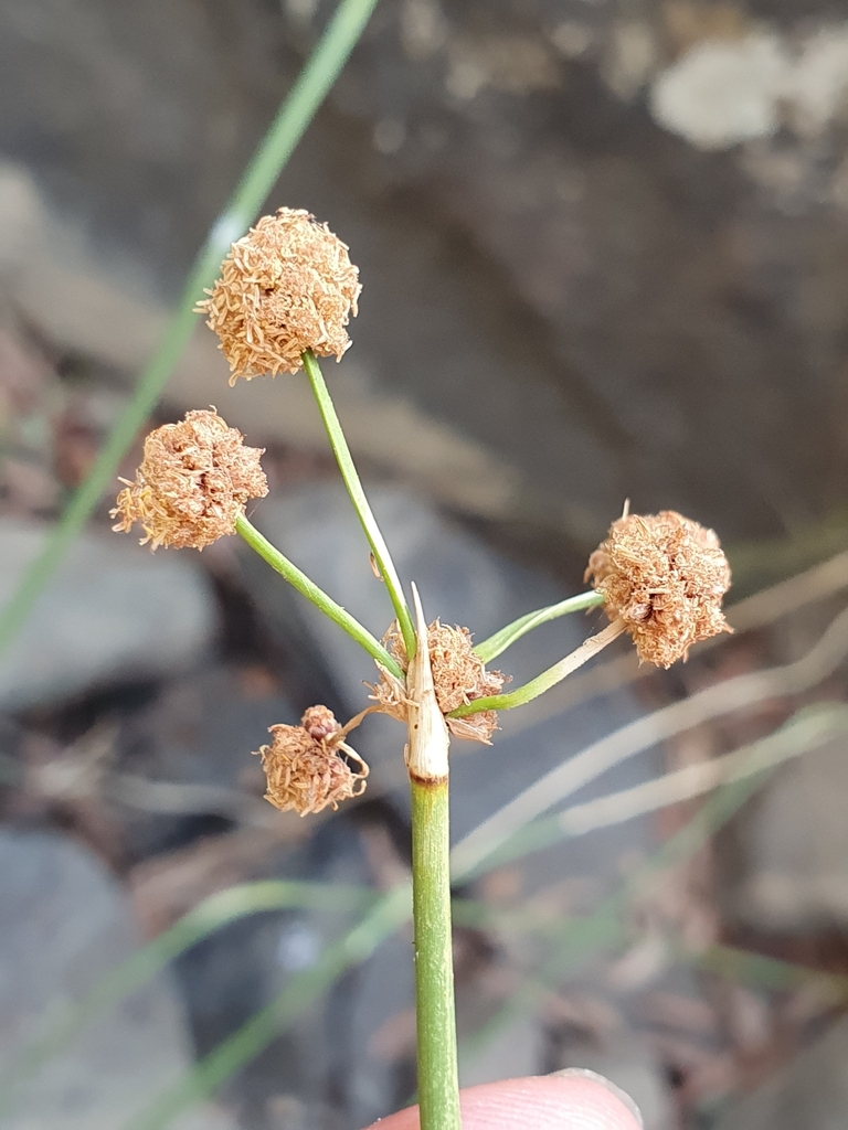 Round-headed Clubrush in August 2023 by Mehdi Chetibi · iNaturalist