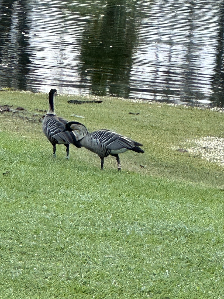 Hawaiian Goose from Liliuokalani Park and Gardens, Hilo, HI, US on ...