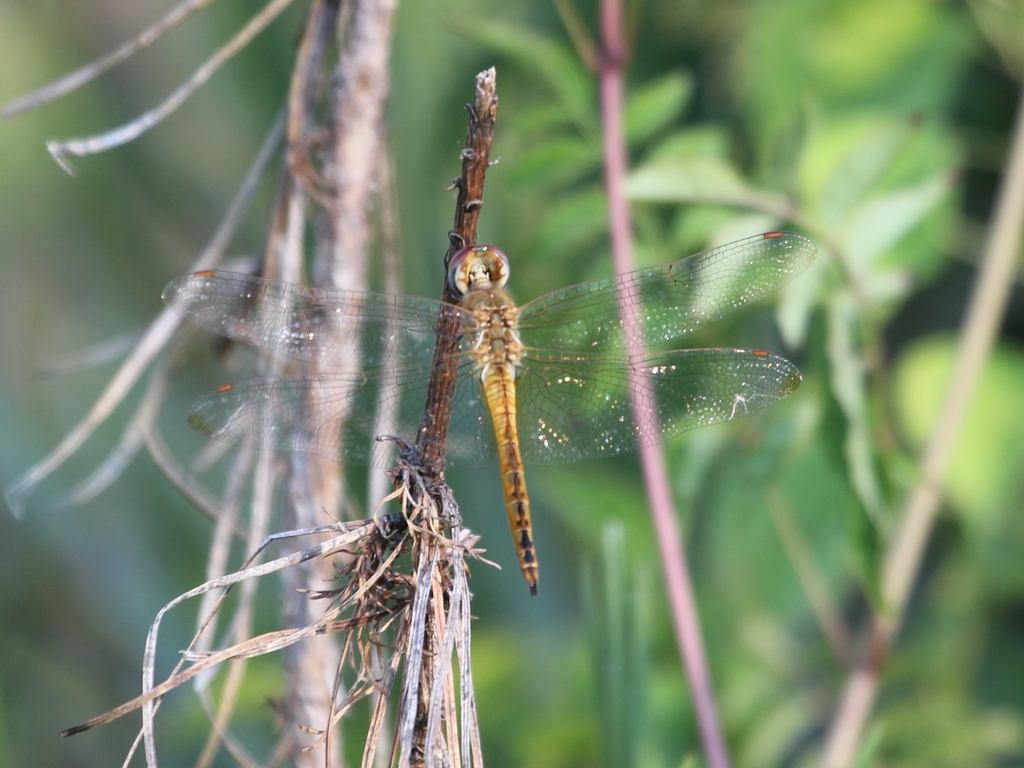 Wandering Glider from Stone County, MS, USA on August 19, 2023 at 08:42 ...