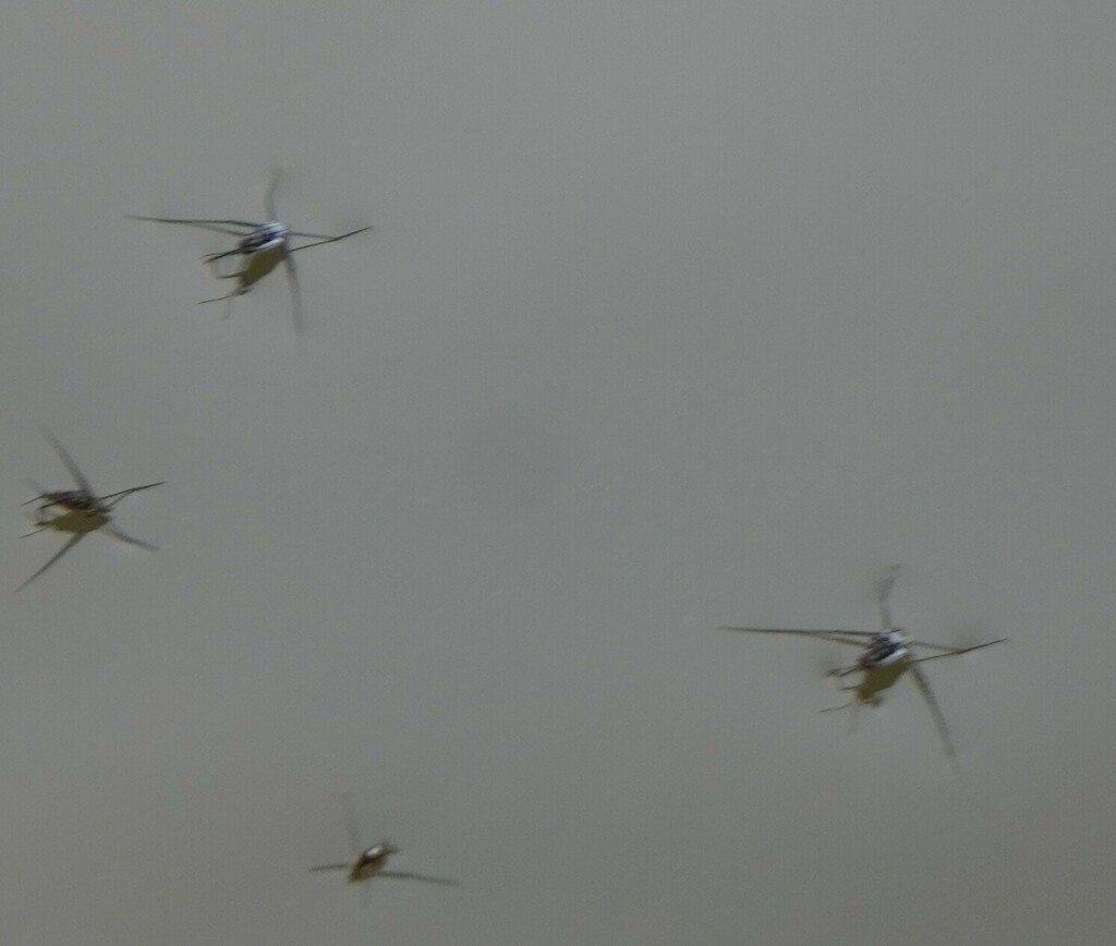 Trepobates from West Ridge Nature Park on August 25, 2023 at 11:06 AM ...