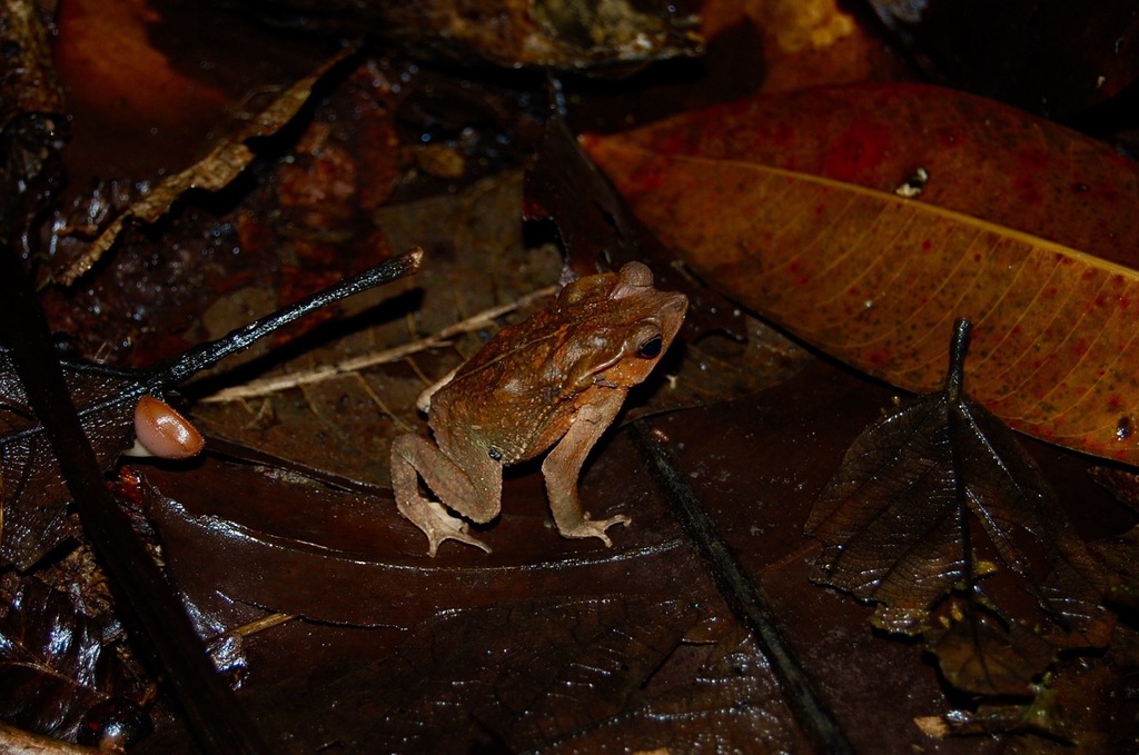 Sharp-nosed Toad from Puerto Nariño, Amazonas, Colombia on July 26 ...
