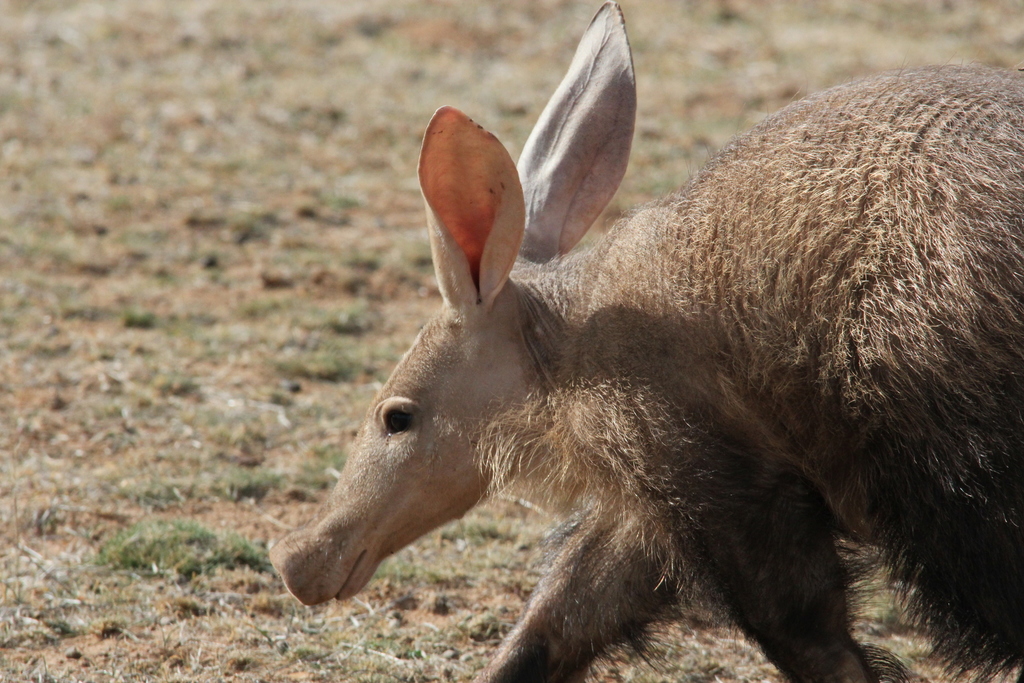 Southern Aardvark (Orycteropus afer afer) - Know Your Mammals