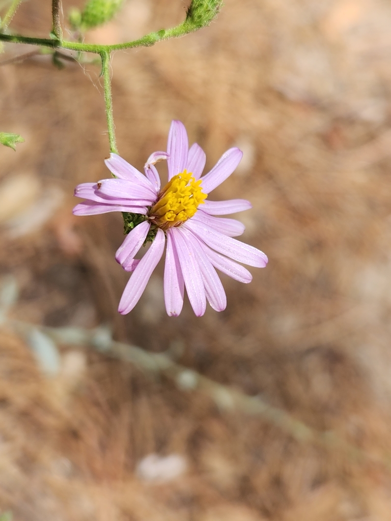 California Aster from Idyllwild-Pine Cove, CA, USA by Rod · iNaturalist