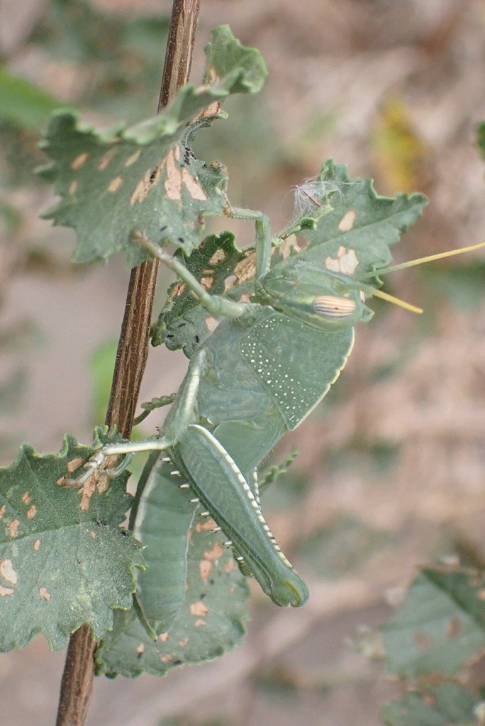 Egyptian Bird Grasshopper from 29200 Antequera, Málaga, Spain on August ...