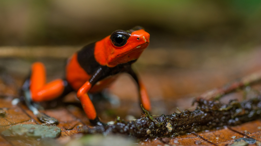 Red-banded Poison Frog in July 2023 by gustavopisso · iNaturalist